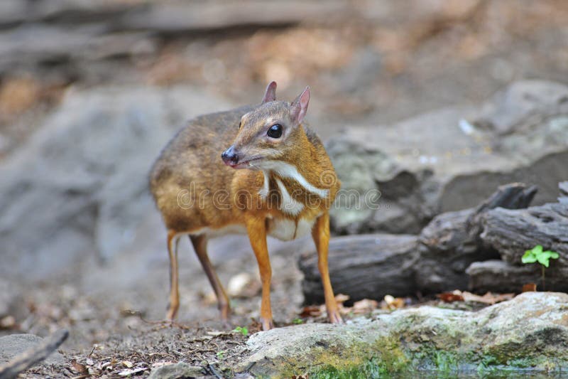 Mouse-deer in Natural Forest Stock Photo - Image of mousedeernative ...