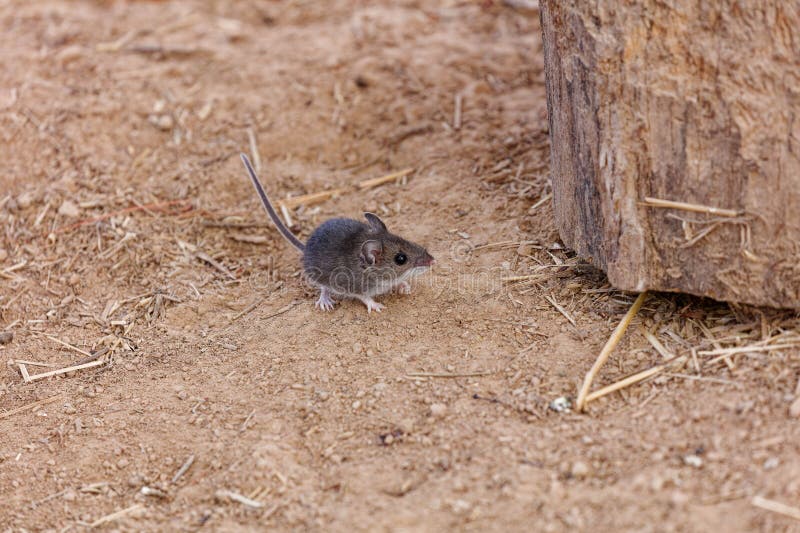 The deer mouse stock photo. Image of nose, ecology, alaska - 333167384