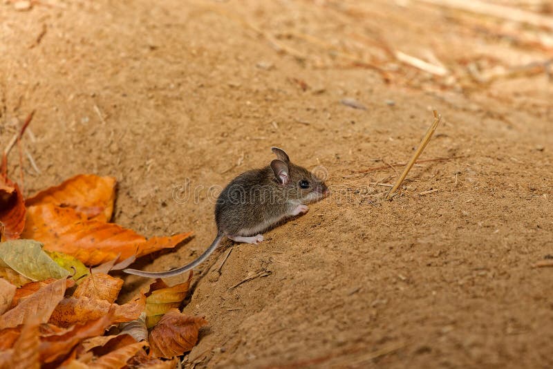 The deer mouse stock photo. Image of closeup, alaska - 333167450