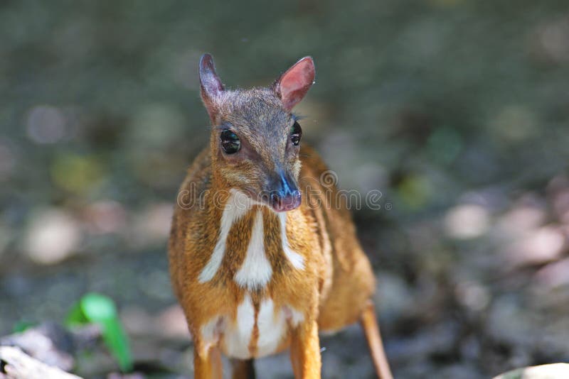 Mouse Deer; Small Ungulates Stock Image - Image of ungulates, forest ...