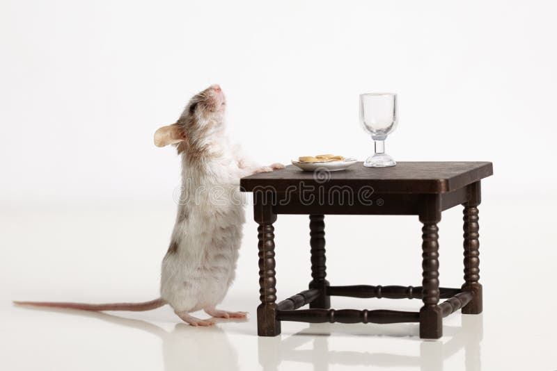 Mouse dines at the table stock image. Image of lunch - 29286157