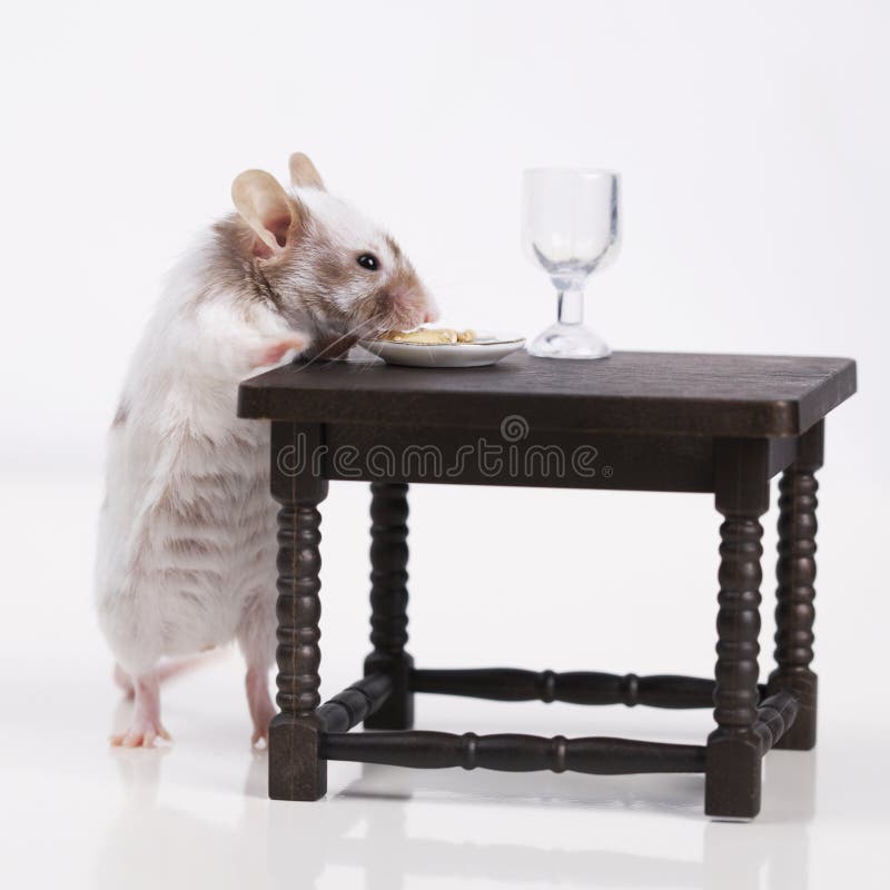 Mouse dines at the table stock photo. Image of peewee - 38226284