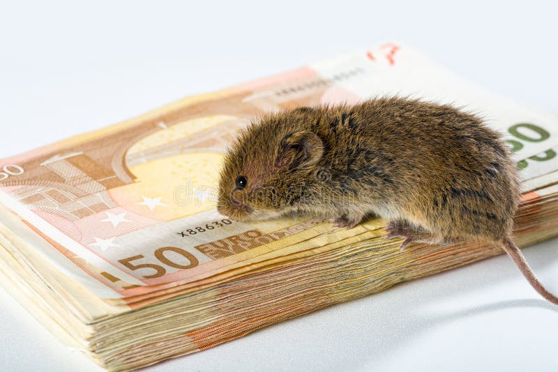 Mouse Discovering a Bunch of EURO Bank Notes Isolated on White Stock ...