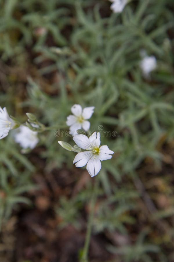 The Mouse-ear Chickweed Plant Stock Image - Image of gardening, flora ...