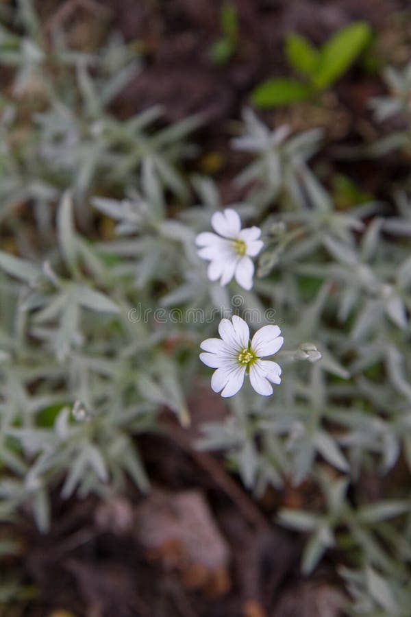 The Mouse-ear Chickweed Plant Stock Photo - Image of blossom ...