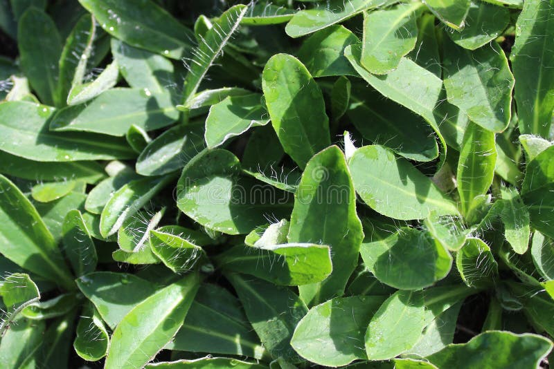 Mouse ear hawkweed stock image. Image of garden, mouseearhawkweed ...