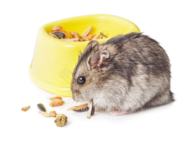 275 Eating Wheat Mouse Stock Photos - Free & Royalty-Free Stock Photos ...