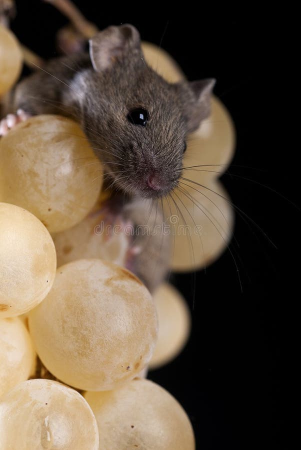 Mouse Eating Grapes, Mus Musculus Stock Photo - Image of downy, cute ...