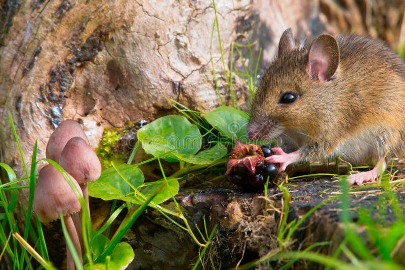 Mouse eating peanuts stock image. Image of cute, animal - 37484459