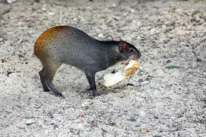 237 Mouse Eating Bread Stock Photos - Free & Royalty-Free Stock Photos ...