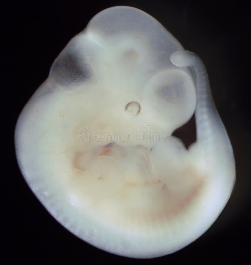Mouse Embryo, Day 11 of Development Stock Image - Image of biology ...