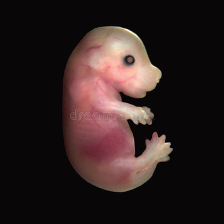 Mouse Embryo, Day 17 of Development Stock Image - Image of anatomy ...
