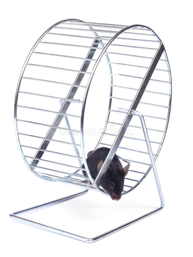 Rodent Exercise Wheel Isolated on White. Stock Image - Image of mouse ...