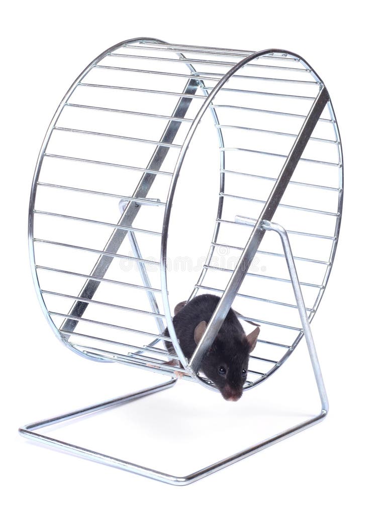 114 Mouse Exercise Wheel Stock Photos - Free & Royalty-Free Stock ...