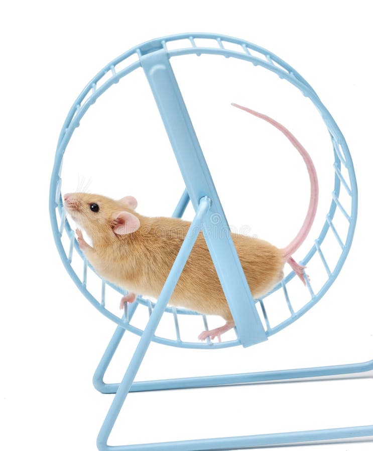 Mouse Hamster Wheel Treadmill Stock Photo - Image: 16805328