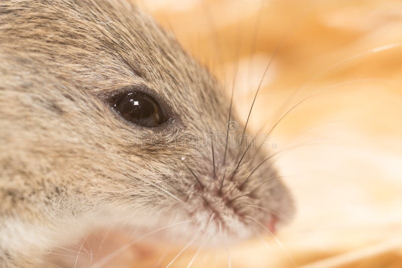 Mouse eyes. close stock photo. Image of rodent, nose - 107517612