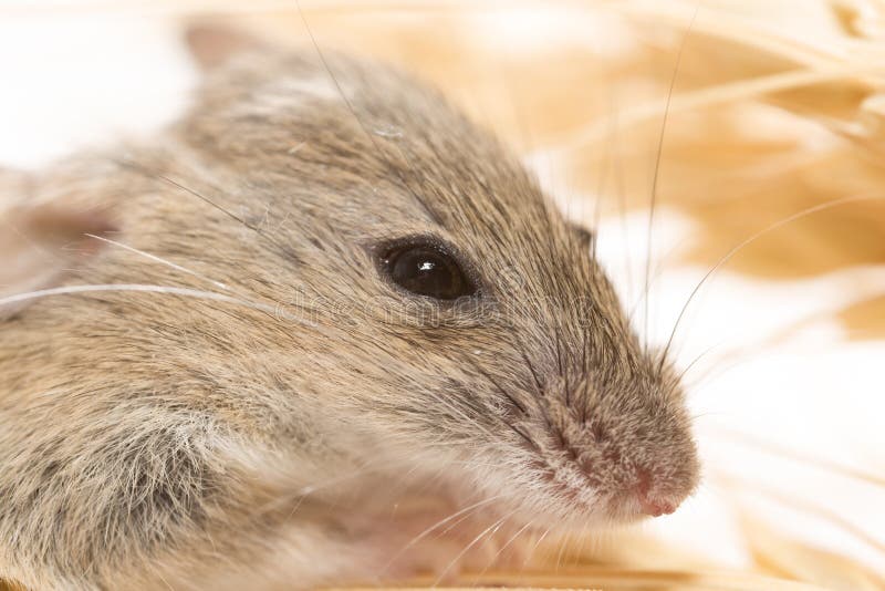 Mouse eyes. close-up stock image. Image of mammal, hairy - 101327257