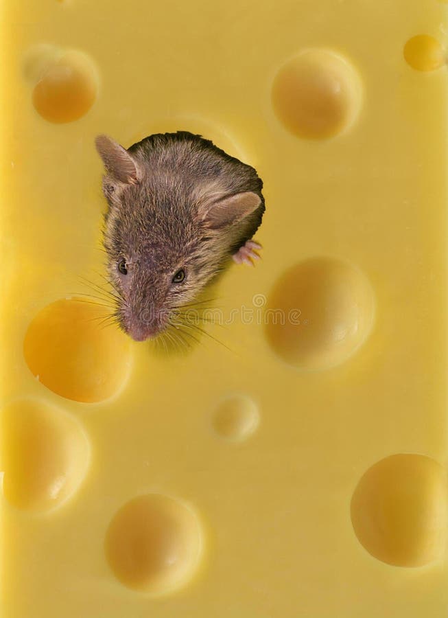 Mouse eat cheese close up. stock image. Image of hole - 232904763