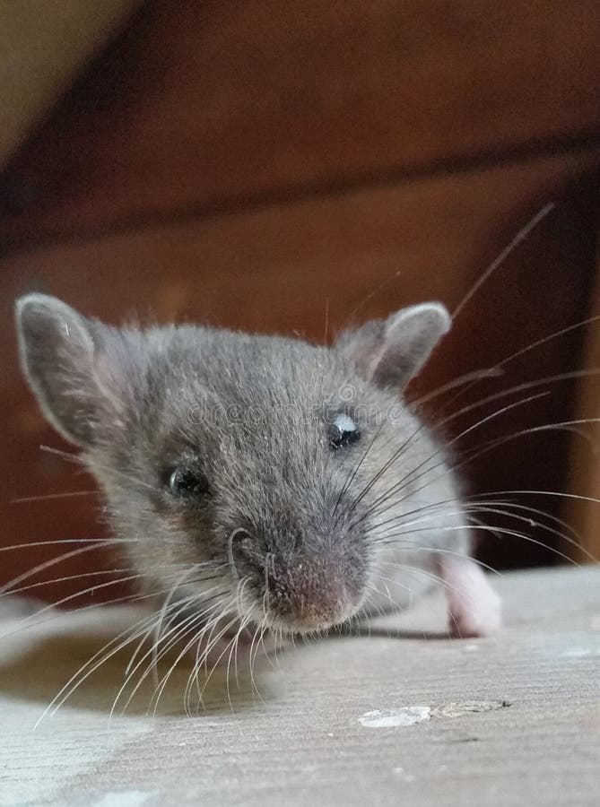 Mouse face stock photo. Image of tail, dangerous, looking - 31442838