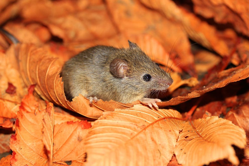 Mouse in fallen leaves stock image. Image of wild, life - 27094647