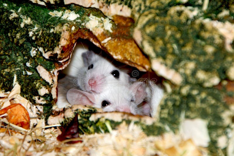 108 Mouse Terrarium Stock Photos - Free & Royalty-Free Stock Photos ...