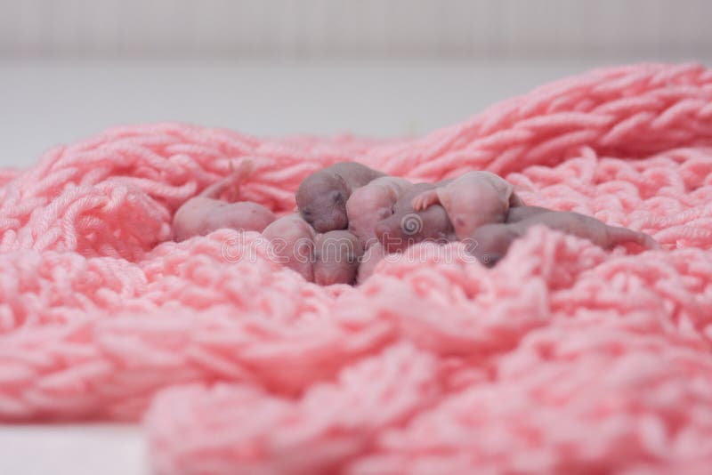 Mouse family in a pink stock photo. Image of cosiness - 178786902