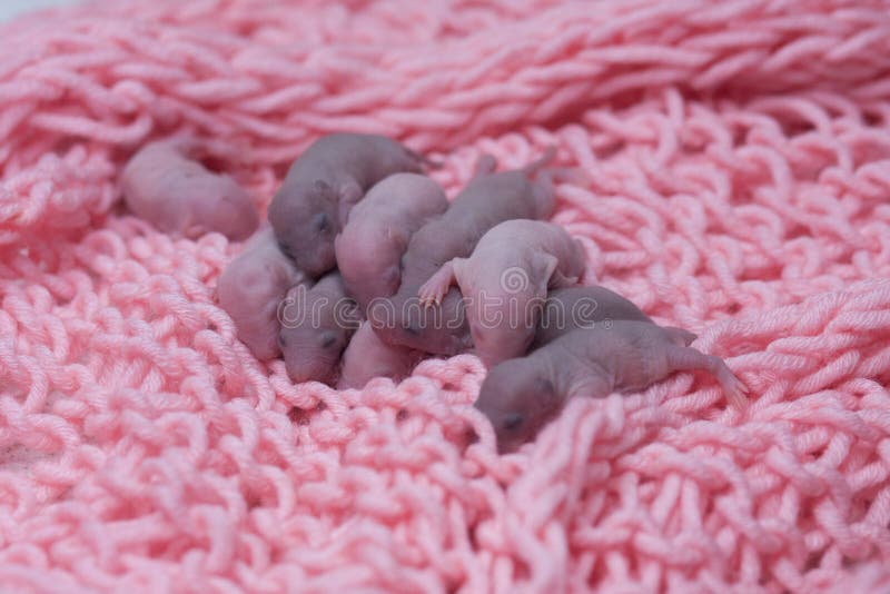 Mouse family in a pink stock photo. Image of cosiness - 178786938