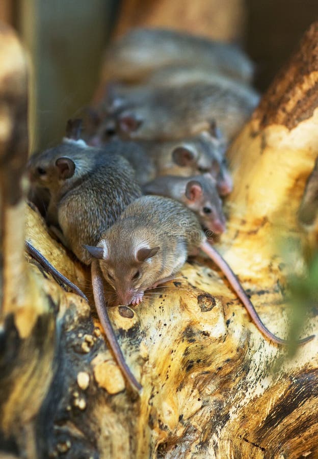 Mouse family in a pink stock photo. Image of cosiness - 178786902