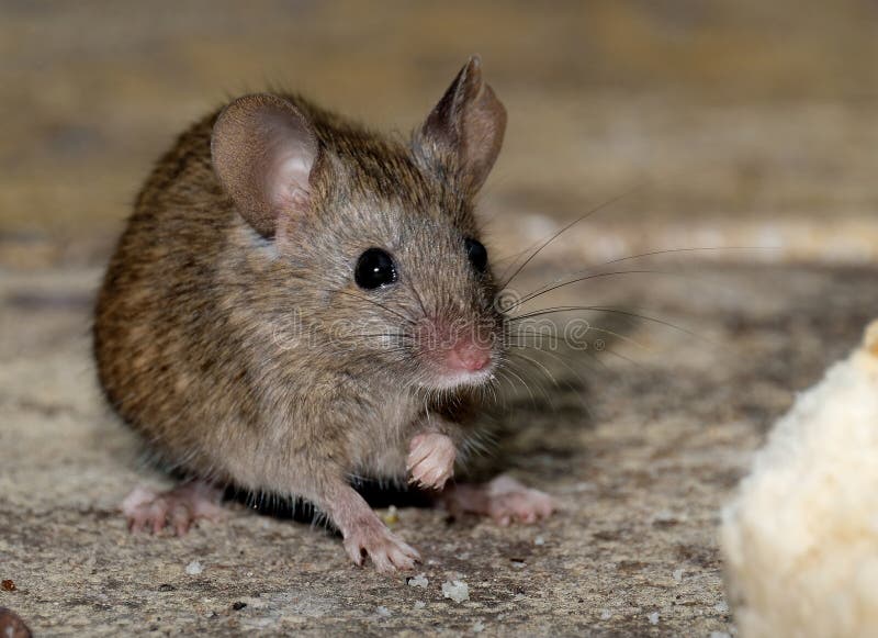 Mouse Feeding in Urban House Garden. Stock Photo - Image of feed ...