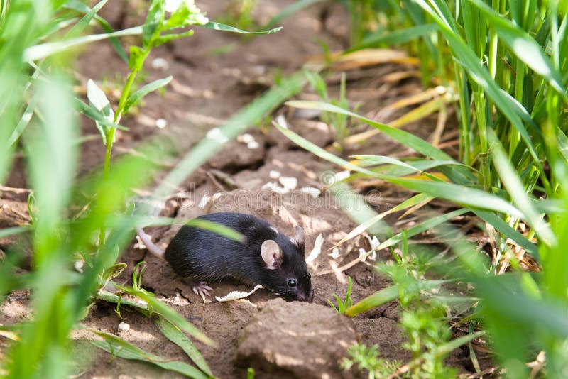 Mouse on the Field. Small Mouse Close-up Stock Photo - Image of eyes ...
