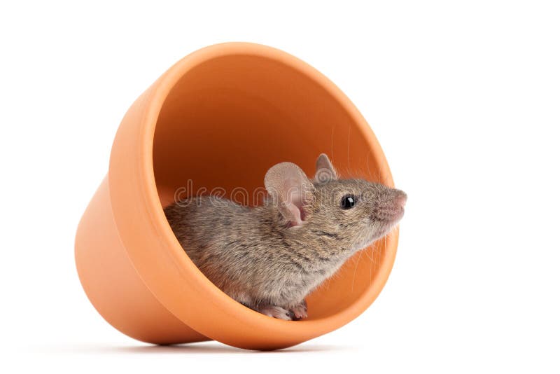 Mouse in Flower Pot Isolated on White Stock Photo - Image of ceramic ...