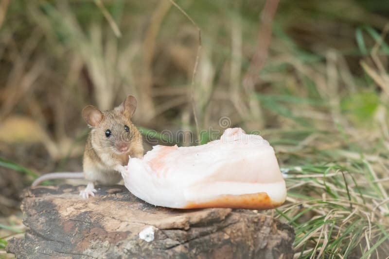 A Mouse in the Forest Eats Lard Brought by a Man. Wood Mice Apodemus ...
