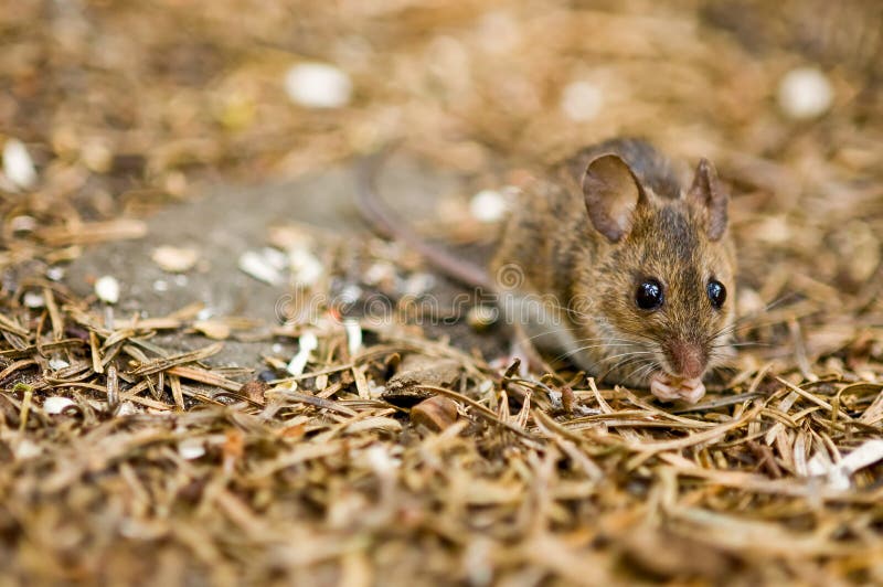 A Mouse on the Forest Floor Stock Photo - Image of fluffy, rodent: 2849926