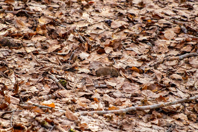 Mouse in the Forest, Spring Time Stock Image - Image of background ...