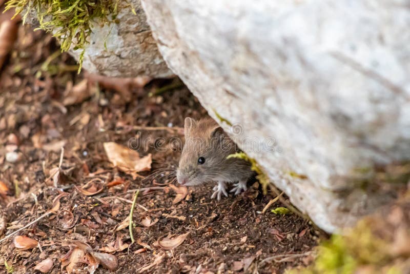 Mouse in the Forest, Spring Time Stock Image - Image of background ...