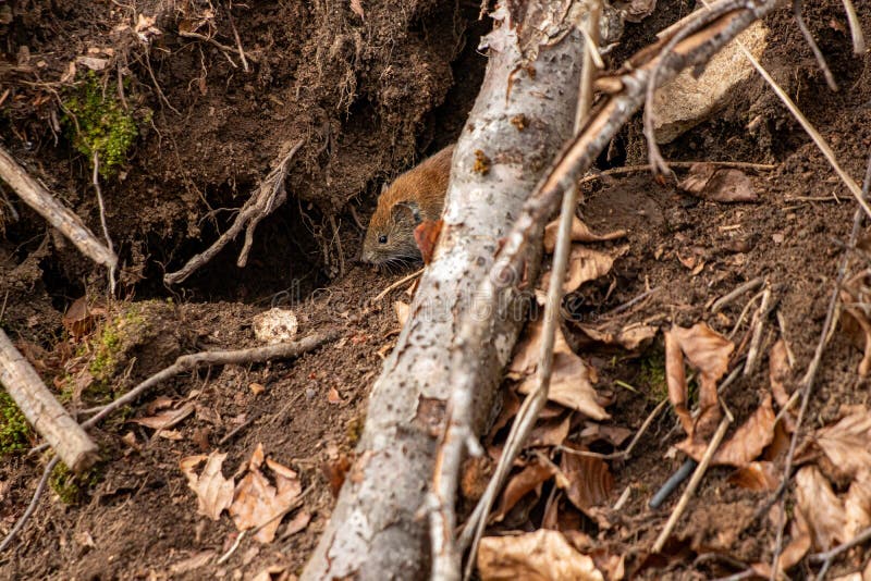Mouse in the Forest, Spring Time Stock Image - Image of background ...