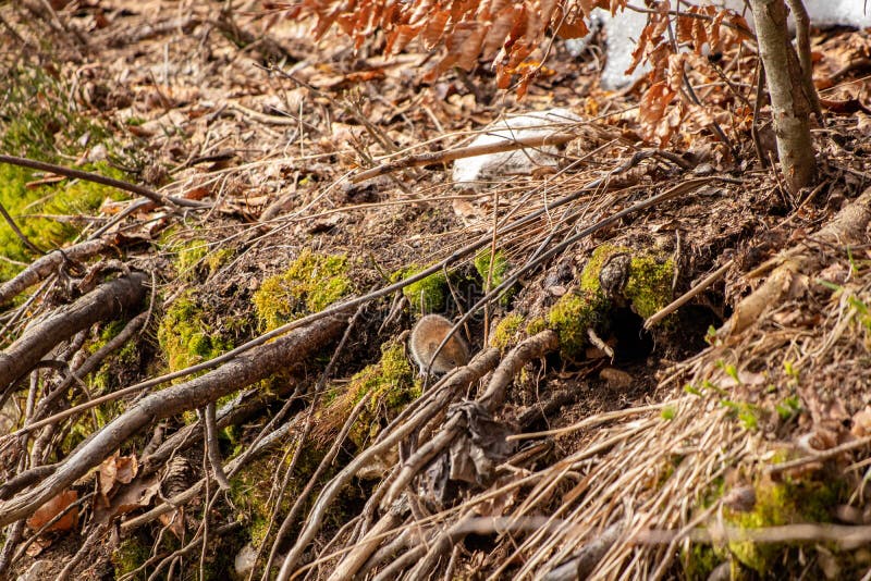 Mouse in the Forest, Spring Time Stock Image - Image of mouse, european ...