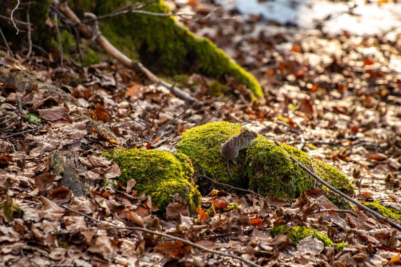 Mouse in the Forest, Spring Time Stock Photo - Image of europa, natural ...
