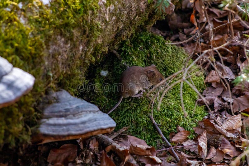 Mouse in the Forest, Spring Time Stock Image - Image of close, animal ...
