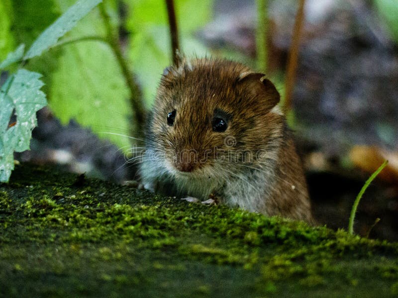Mouse in the Forest, Spring Time Stock Image - Image of close, animal ...