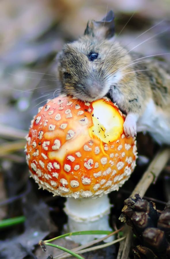 Mouse With Jar And Mushroom In Basement Stock Photo - Image of lime ...