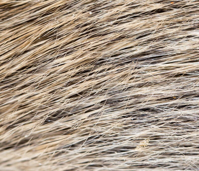 110 Mouse Textures Stock Photos - Free & Royalty-Free Stock Photos from ...