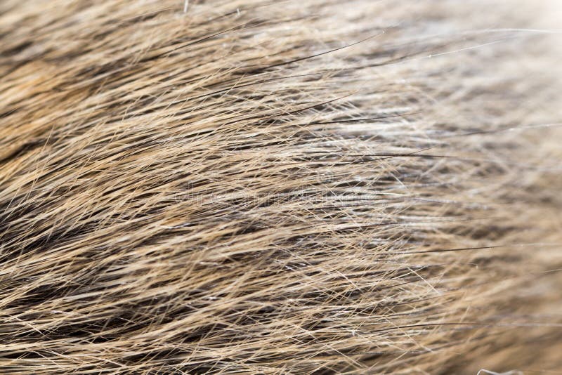 Mouse Textures Stock Photos - Free & Royalty-Free Stock Photos from ...