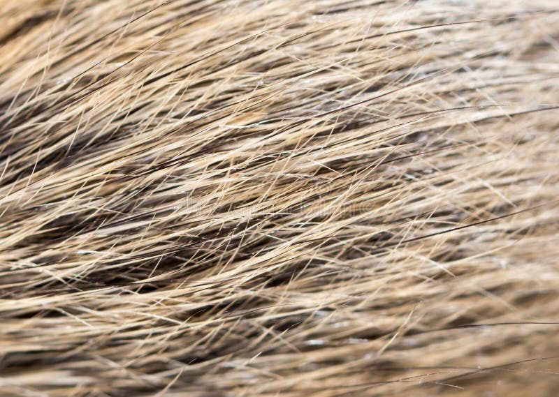 Mouse fur as background stock image. Image of gene, biology - 107518223