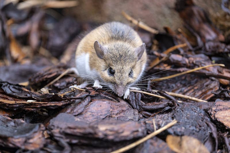 Mouse in a Garden Foraging #3 Stock Image - Image of nose, pretty ...