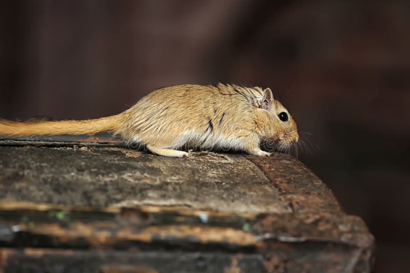 Mouse gerbil stock image. Image of critter, maroc, cuddly - 28323971