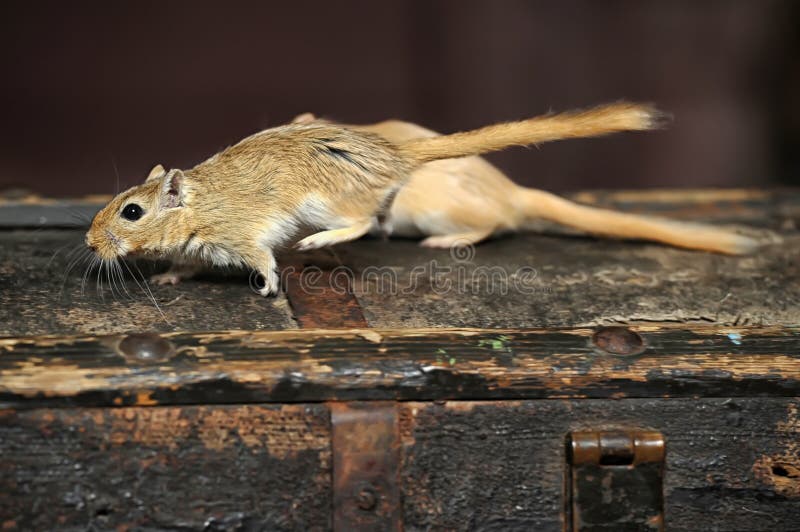 Mouse gerbil stock photo. Image of creature, africa, animal - 28323982