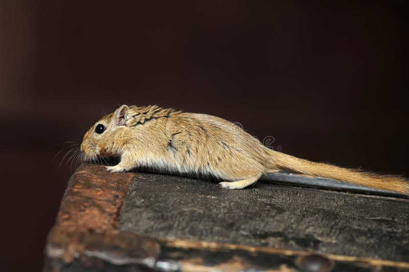 Mouse gerbil stock photo. Image of male, isolated, africa - 28324000