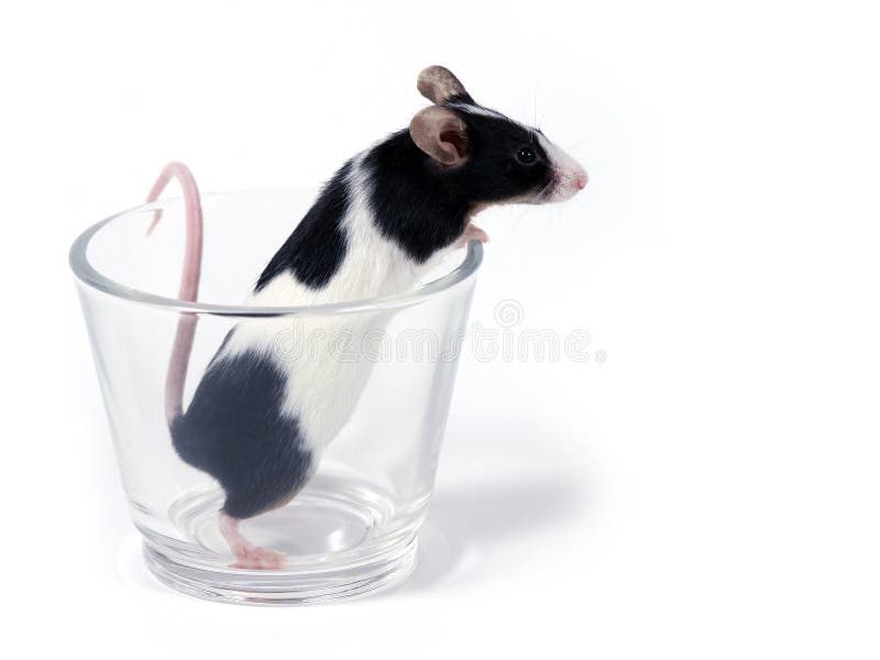 Mouse in glass stock photo. Image of cute, isolated, nosy - 10117014