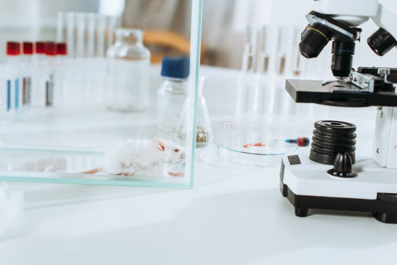 Mouse in Glass Box Near Microscope and Test Tubes in Veterinary Clinic ...
